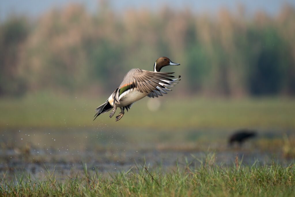 Conservation: The 2023 Waterfowl Migration Outlook - Mattamuskeet Goose ...