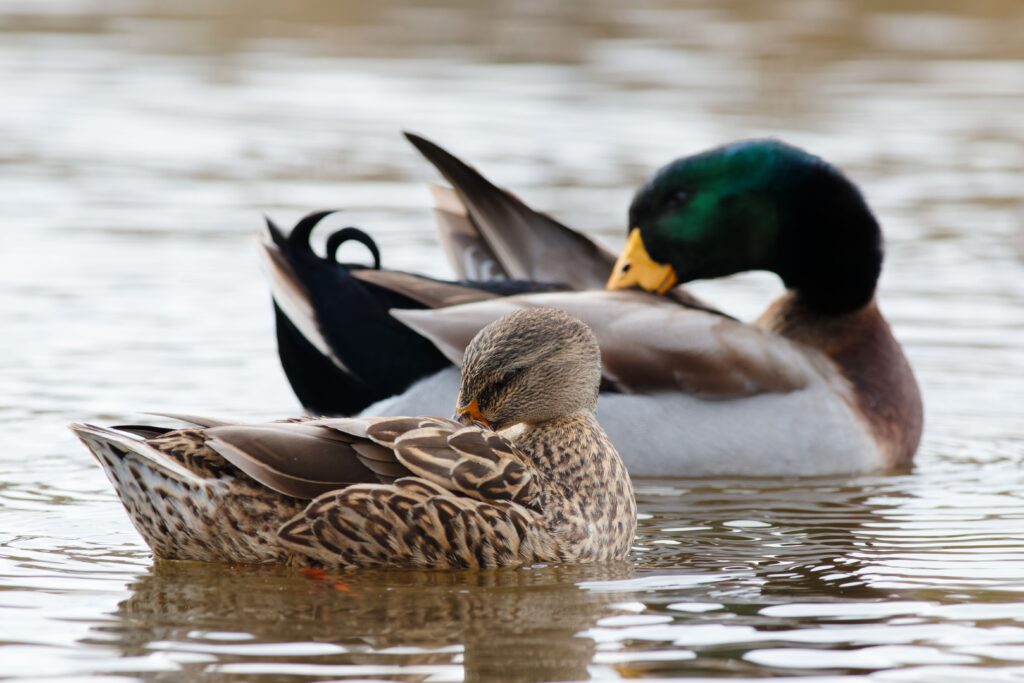 Common Waterfowl Species on Lake Mattamuskeet - Mattamuskeet Goose Club