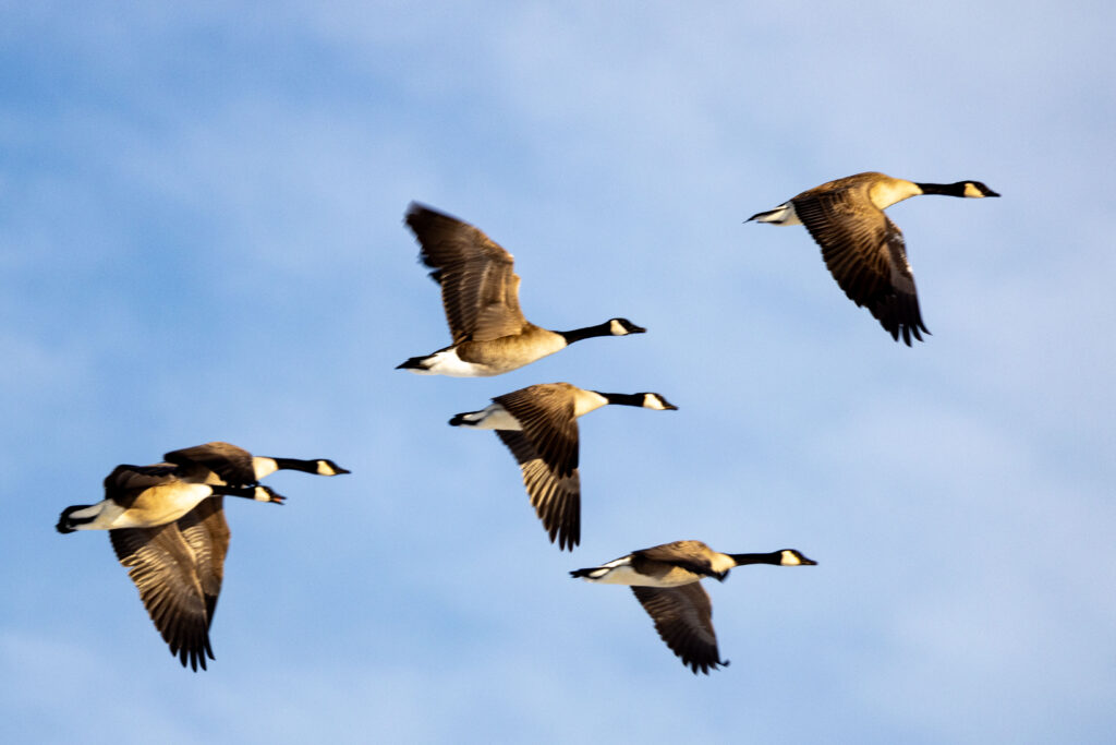October Goose Migration: What to Expect at Mattamuskeet This Month ...