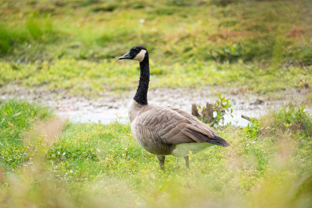 Understanding Goose Behavior: What to Expect in November - Mattamuskeet ...