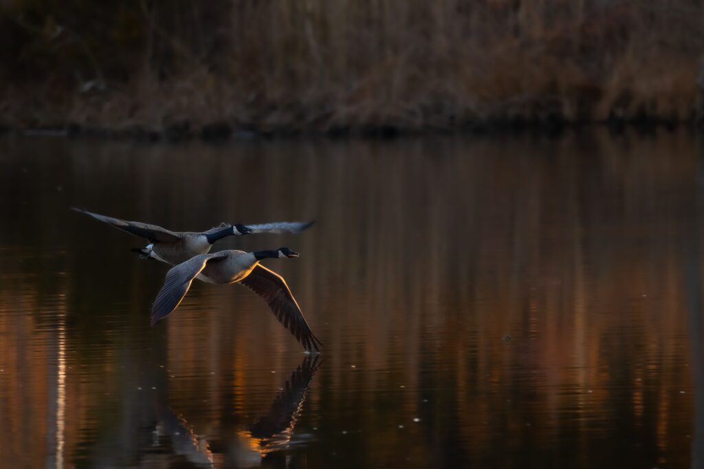 December at Mattamuskeet: A Guide to Prime Goose Hunting Locations ...