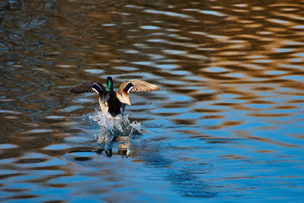 Waterfowl Hunting in North Carolina | Why Hunters Choose Mattamuskeet ...